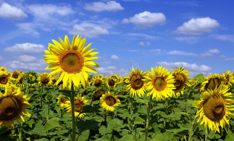 Solrosor arkivfoto. Bild av himmel, härlig, sommar, tillväxt - 10369018