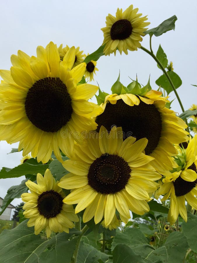 Solrosor fotografering för bildbyråer. Bild av grönsak - 107707369