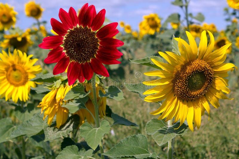 Blommar solrosor arkivfoto. Bild av solrosor, petaler - 7687026