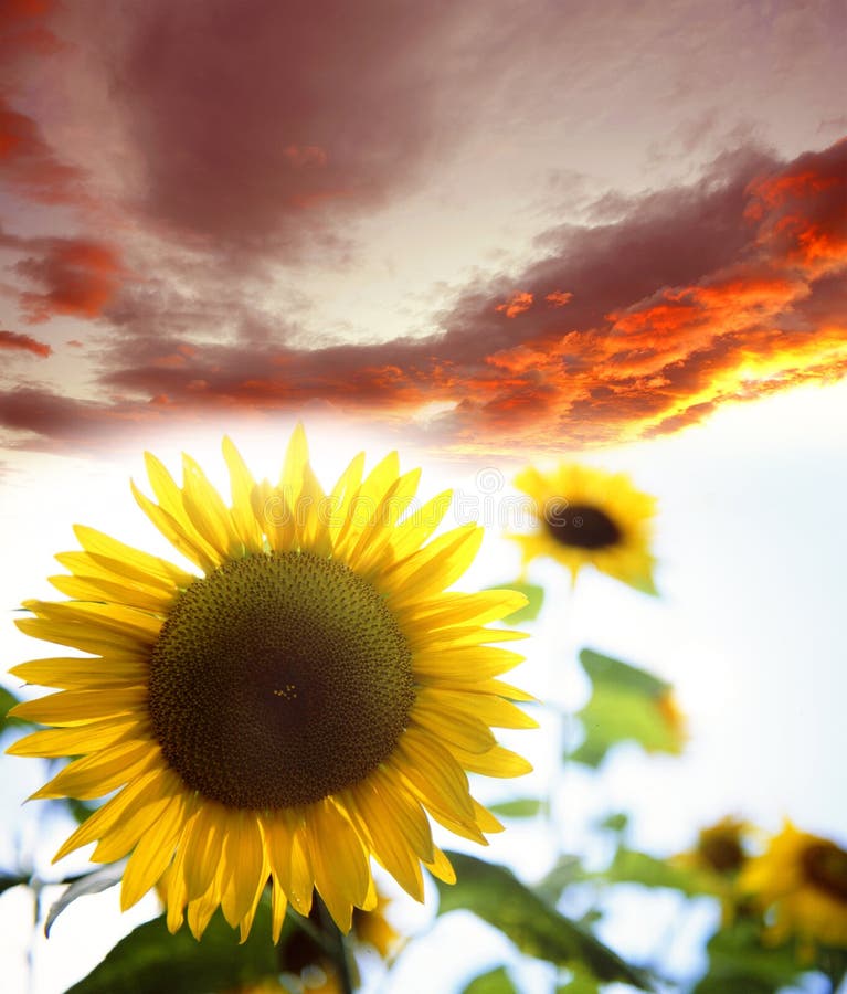 Solrosor fotografering för bildbyråer. Bild av härlig - 11351337