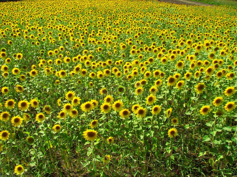 Solrosor arkivfoto. Bild av blomma, solros, ändlöst, koloni - 23848428