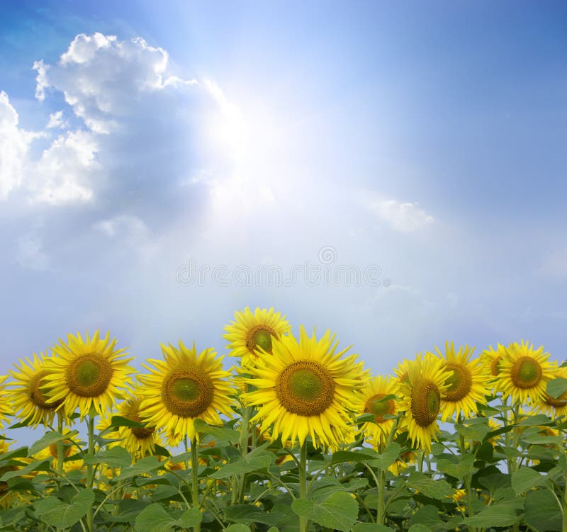 Solrosor arkivfoto. Bild av skönhet, oklarheter, bakgrund - 90060264