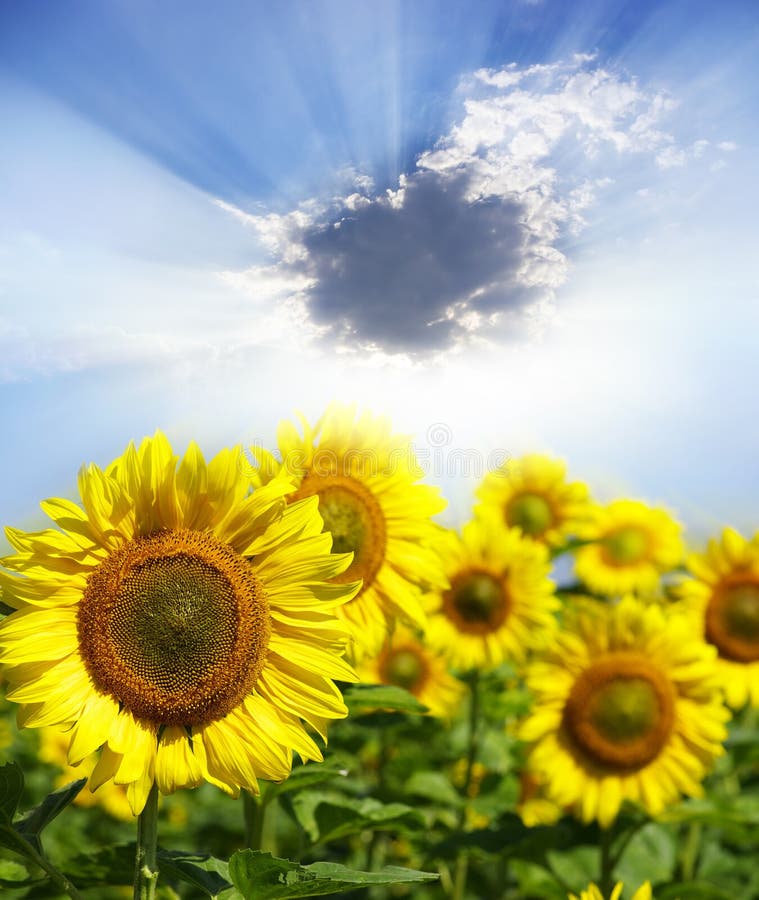 Solrosor arkivfoto. Bild av skönhet, oklarheter, bakgrund - 90060264