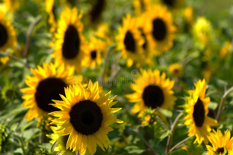 Solrosor arkivfoto. Bild av sommar, blomma, vibrerande - 2598160