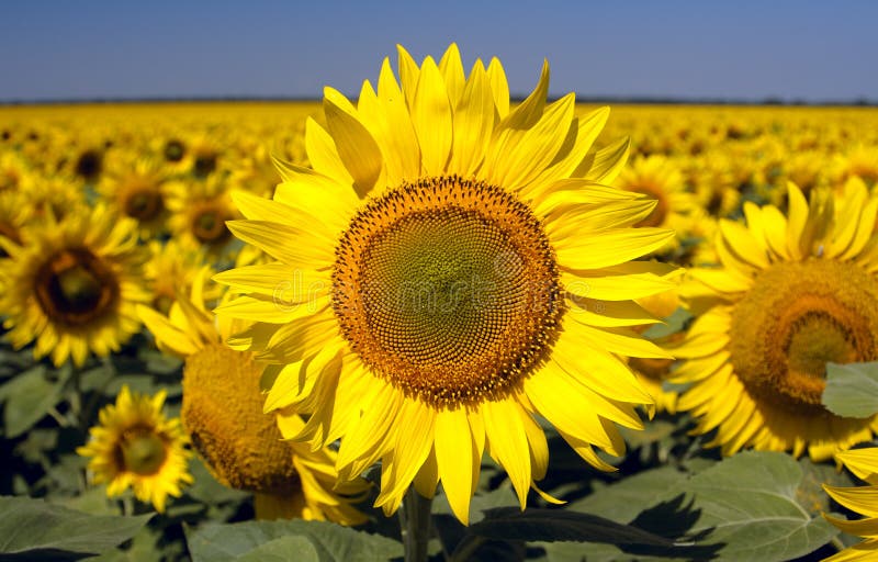 Solrosor fotografering för bildbyråer. Bild av blommor - 27875727