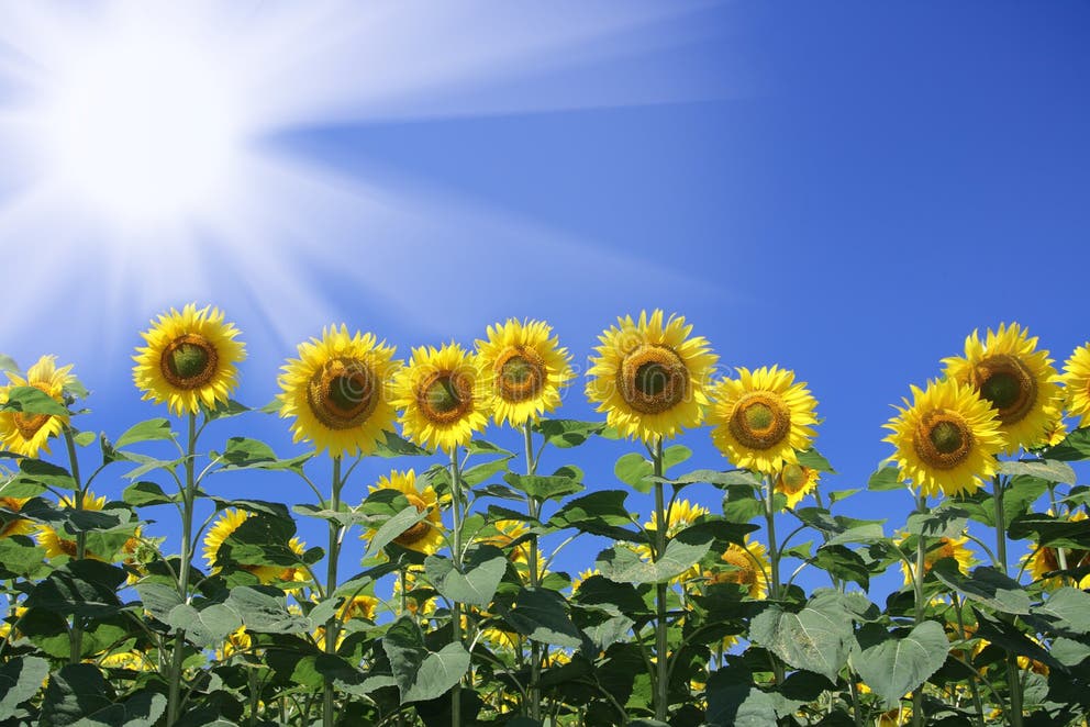 Solrosor fotografering för bildbyråer. Bild av blommor - 27875727