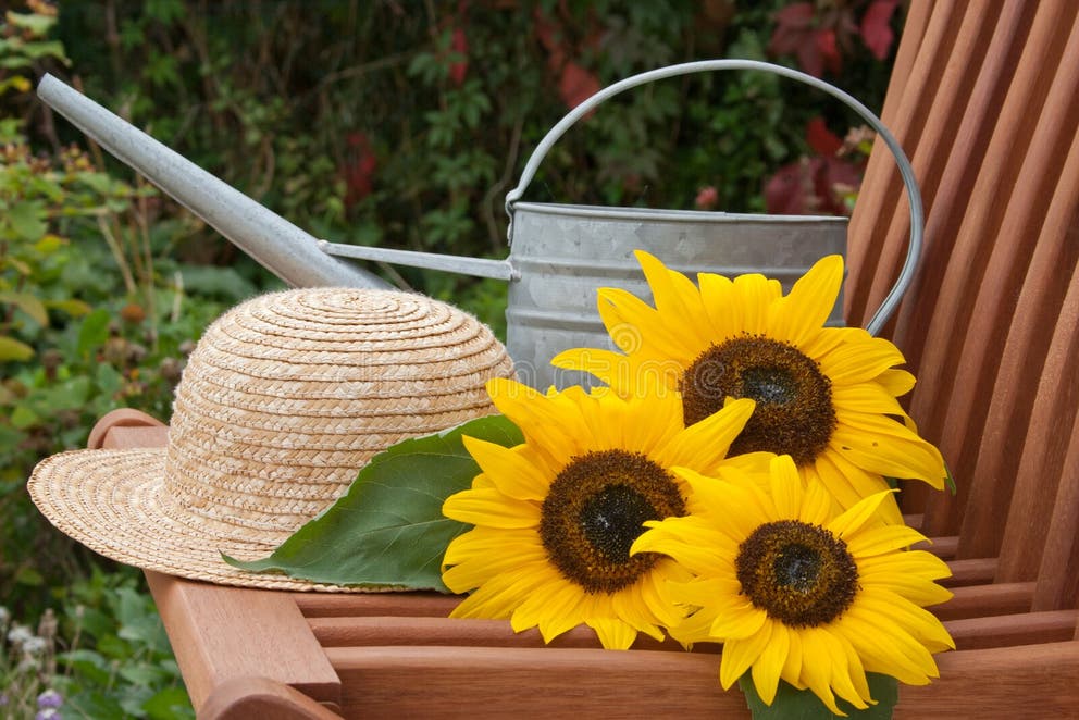 Solrosor fotografering för bildbyråer. Bild av kunna - 27903629