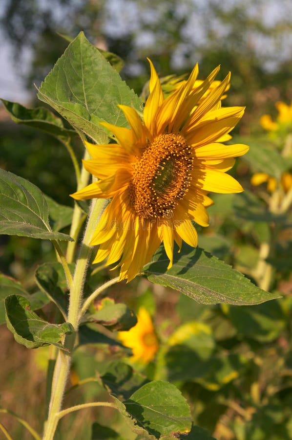 Solrosor arkivfoto. Bild av blommor, soligt, härlig, solros - 3090568