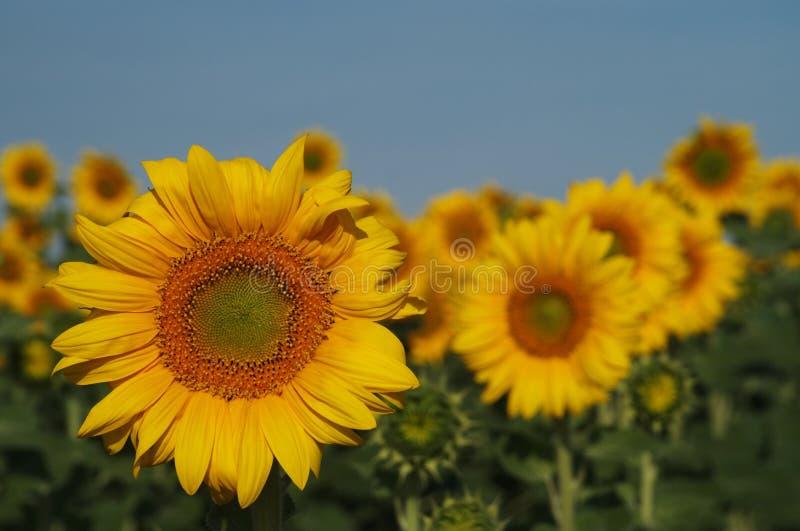 Solrosor arkivfoto. Bild av sommar, blomma, vibrerande - 2598160
