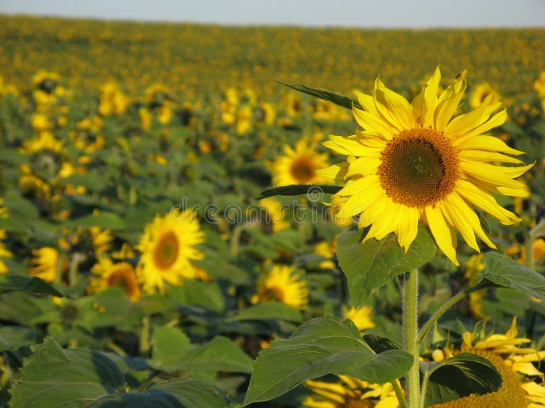 Solrosor arkivfoto. Bild av blodsugare, samling, löv, bränsle - 3343648