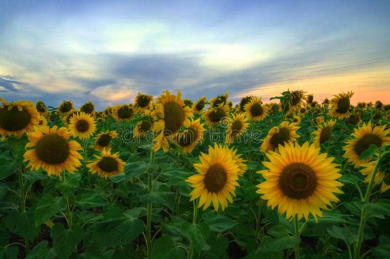 Ram Av Solrosor På En Vit Bakgrund Bakgrund Med Kopieringsutrymme ...