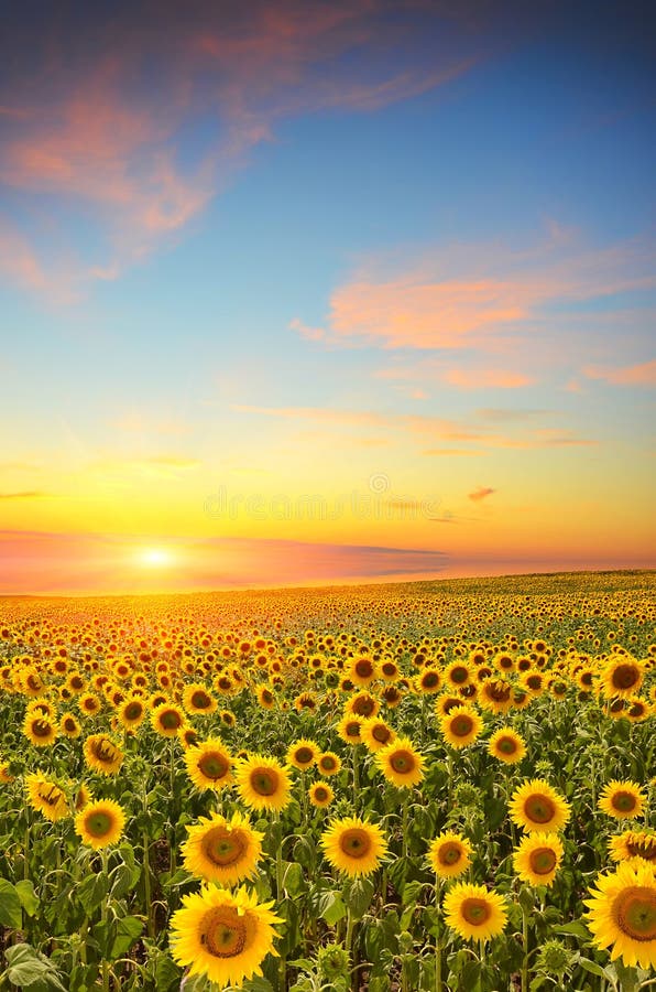 Solrosor arkivfoto. Bild av blomma, fält, botanisk, sommar - 34785488