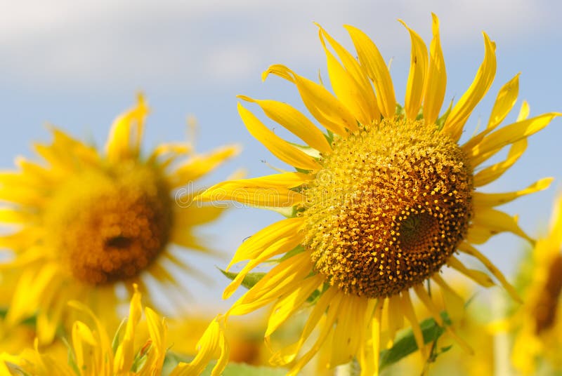 Solrosor arkivfoto. Bild av himmel, brigham, tillväxt - 46876482