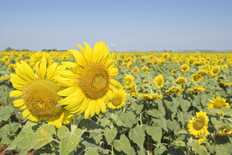Solrosor fotografering för bildbyråer. Bild av himmel - 48466483