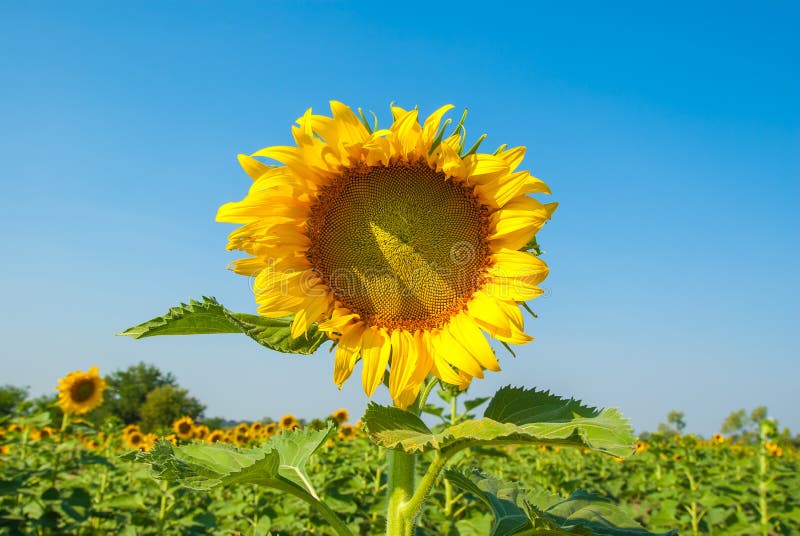 Solrosor fotografering för bildbyråer. Bild av floror - 48679813