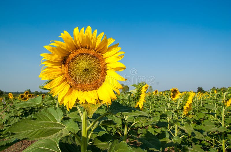 Solrosor fotografering för bildbyråer. Bild av floror - 48679813