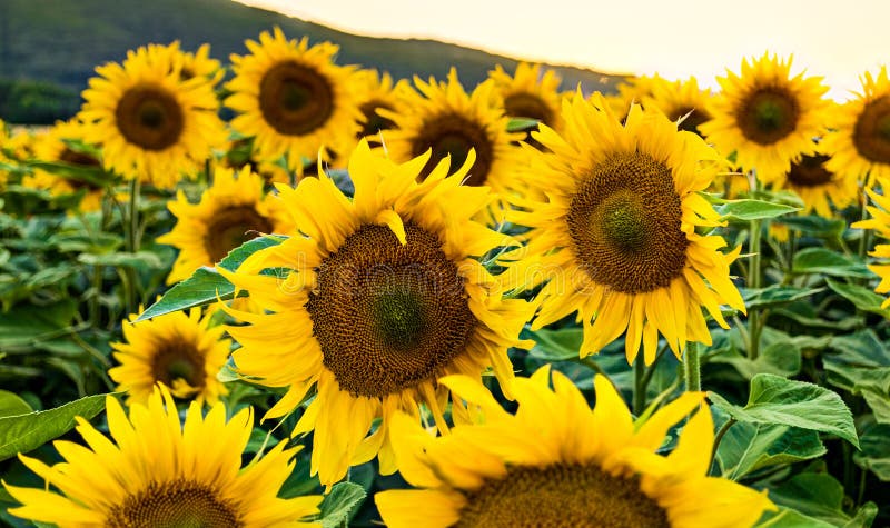 Solrosfält på solnedgången fotografering för bildbyråer. Bild av detalj ...