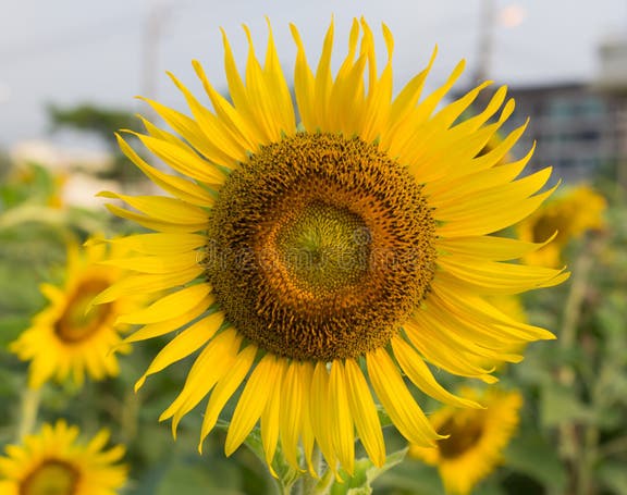Solrosor fotografering för bildbyråer. Bild av solros - 55464687