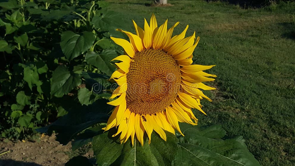 Solrosor fotografering för bildbyråer. Bild av härlig - 56187861