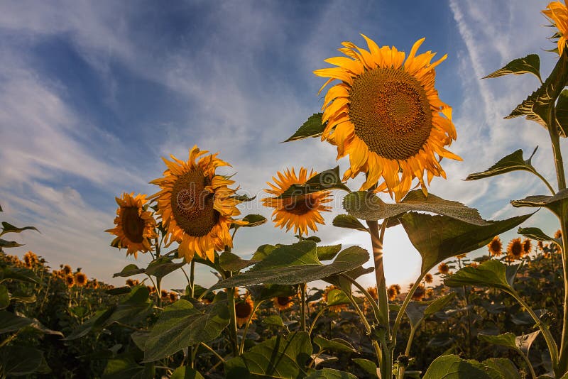 Solrosor arkivfoto. Bild av jord, stängning, fält, tillväxt - 56271022