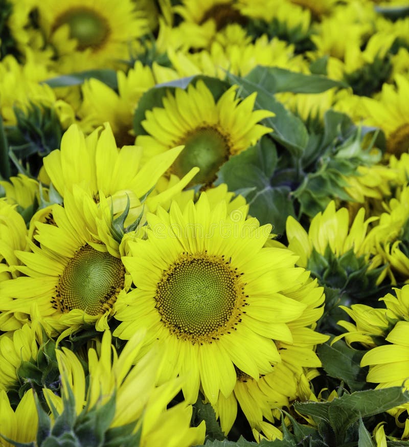 Solrosor arkivfoto. Bild av pedaler, blad, blomma, blodsugare - 58935808