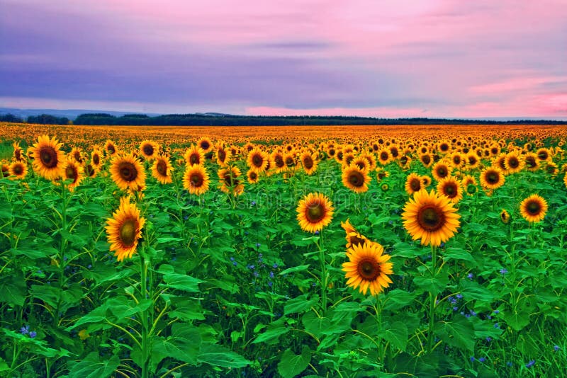 Solrosor arkivfoto. Bild av skönhet, oklarheter, bakgrund - 90060264