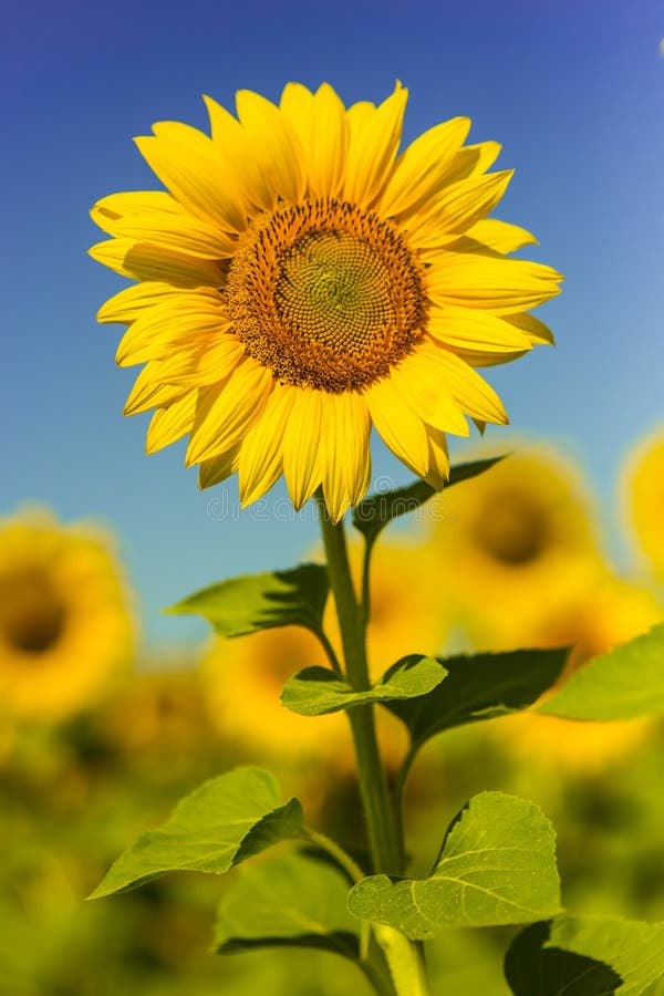 Solrosor arkivfoto. Bild av blommar, bild, natur, växt - 64569338