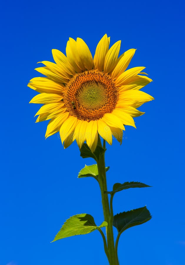 Solrosor arkivfoto. Bild av blommar, bild, natur, växt - 64569338