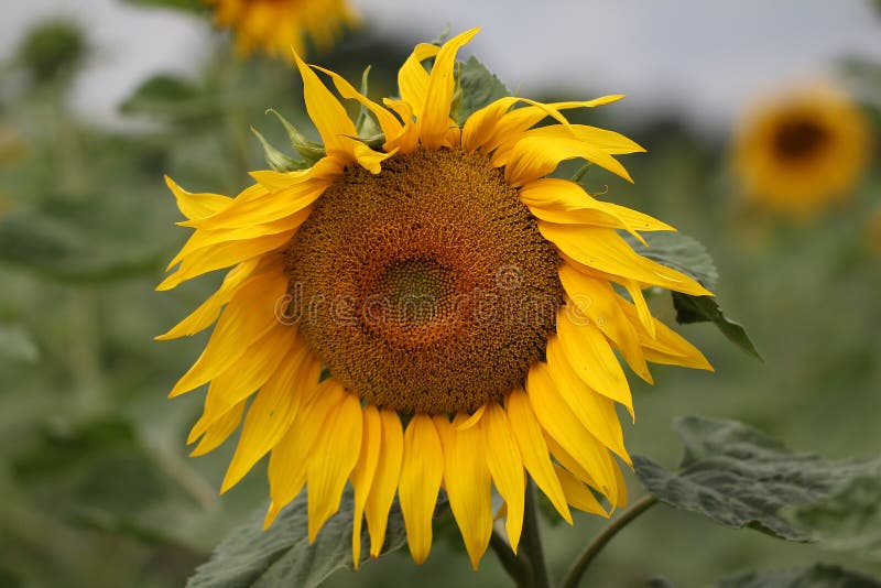 Solrosor fotografering för bildbyråer. Bild av färgrikt - 75180891