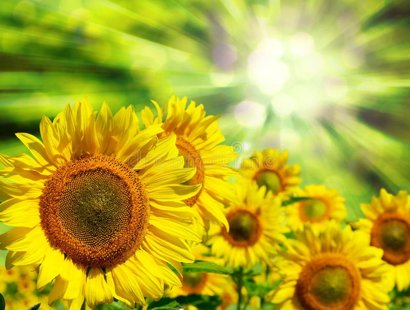 Solsrosor arkivfoto. Bild av solros, blomma, vibrerande - 8406326