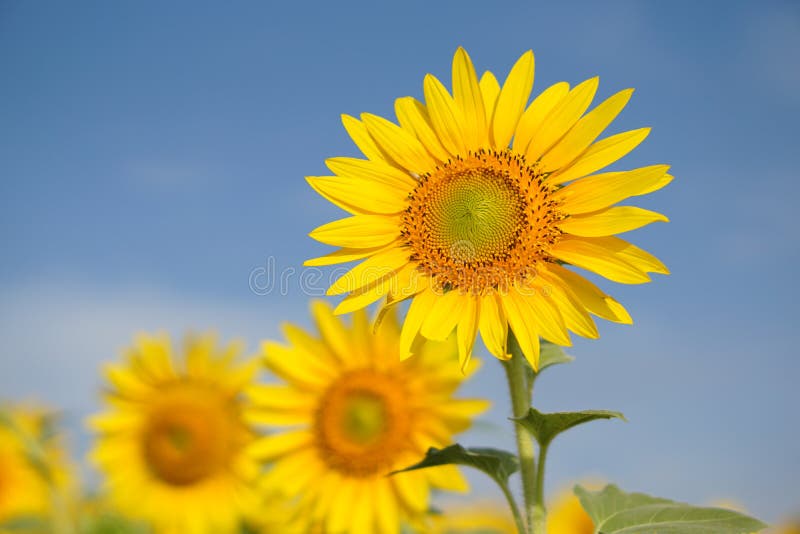 Solrosor arkivfoto. Bild av turnera, leende, solrosor - 86423892