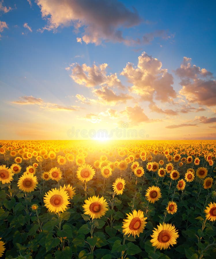 Solrosor på solnedgången arkivfoto. Bild av skörd, blommor - 76261742