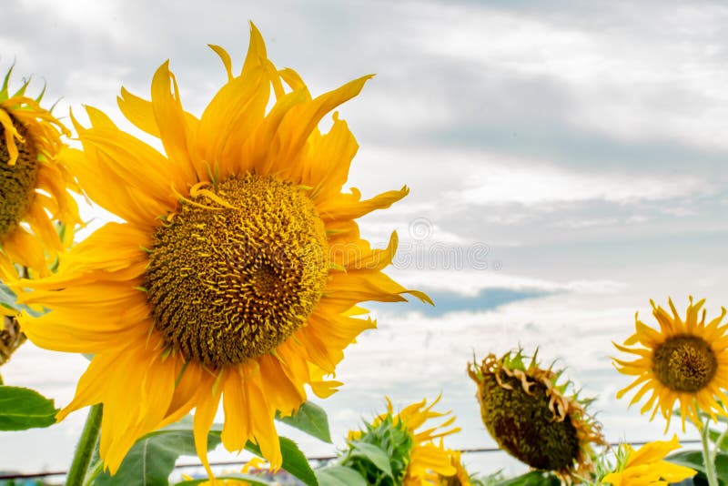 Solrosor Eller Helianthus Annuus Arkivfoto - Bild av paddyris, härlig ...