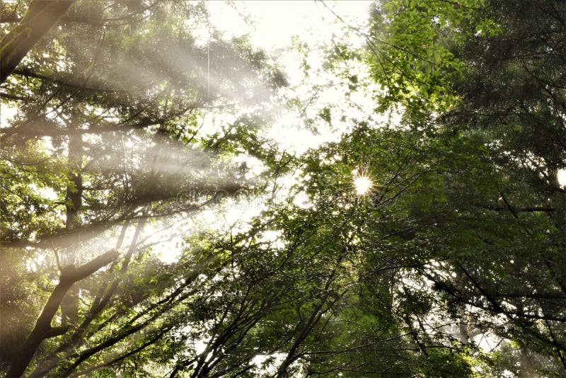 Solsken fotografering för bildbyråer. Bild av lampa - 100438983