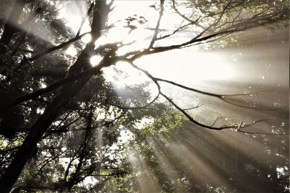 Solsken fotografering för bildbyråer. Bild av träd, växt - 100439221