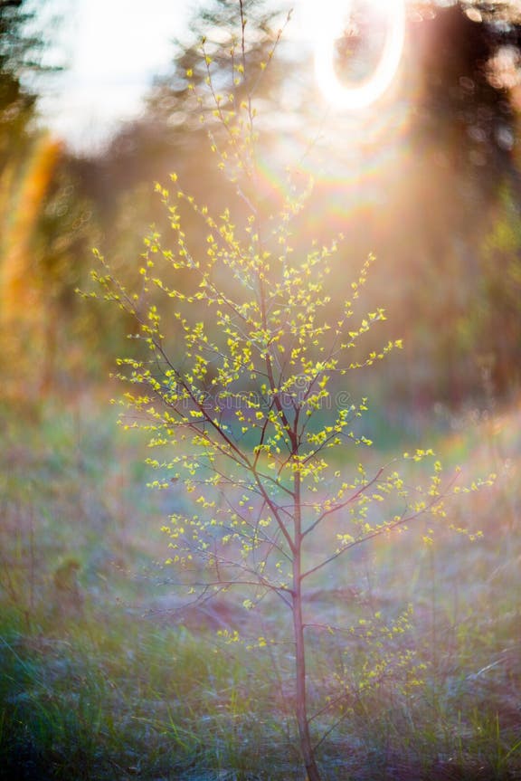 Solsken i ung skog fotografering för bildbyråer. Bild av nytt - 74025213