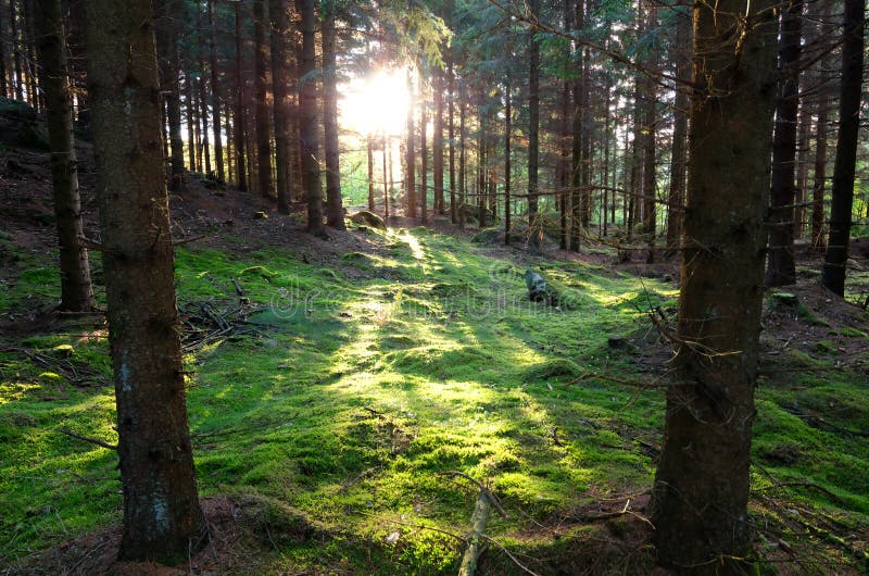Solstrålar i svensk skog arkivfoto. Bild av lampa, mossa - 33911072