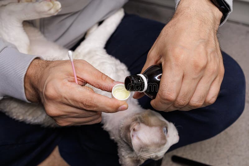 A Solution for Cleaning the Cat S Ear is Poured into a Measuring ...