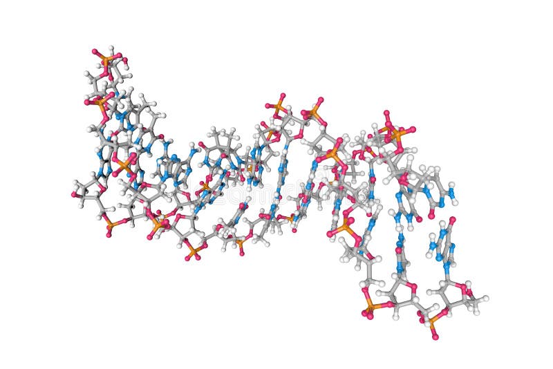 Solution-state Structure of Dna Dodecamer Duplex Containing a Cis-syn ...