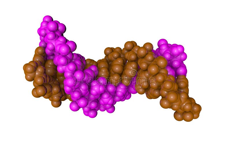 Solution-state Structure of Dna Dodecamer Duplex Containing a Cis-syn ...