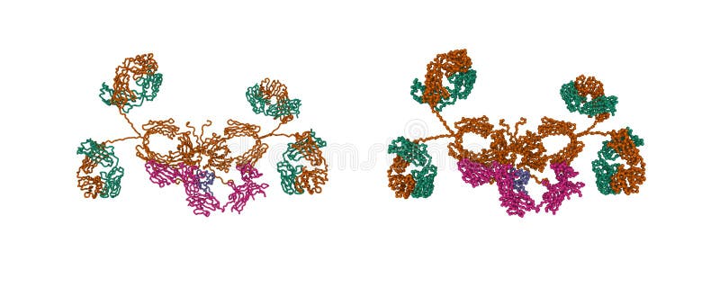 Secretory Stock Illustrations – 590 Secretory Stock Illustrations ...