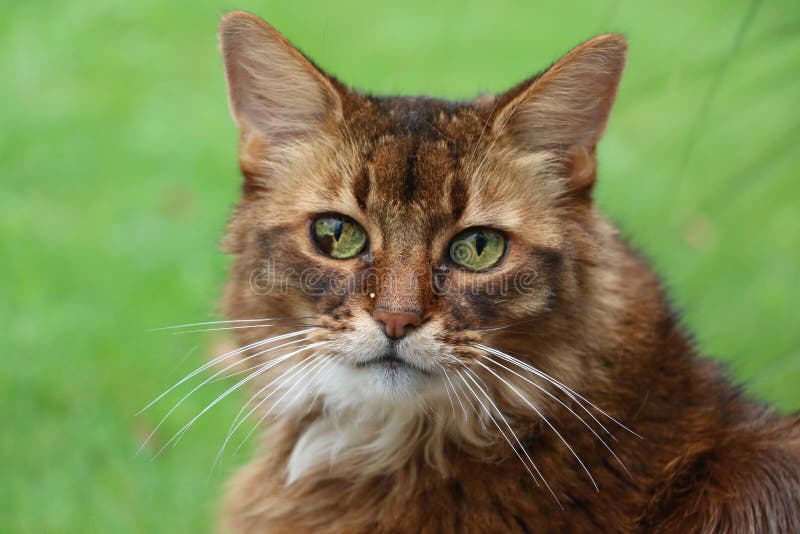 Somali cat stock image. Image of outdoor, portrait, licking - 81074601