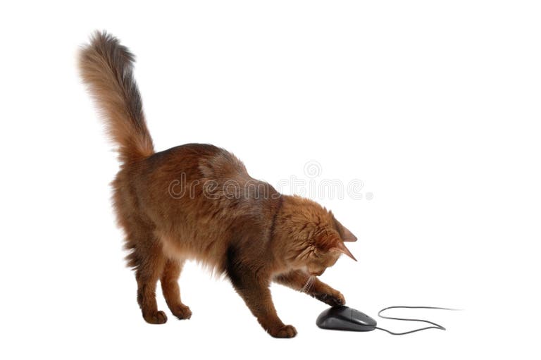 328 Beautiful Black Somali Actresses Stock Photos - Free & Royalty-Free ...