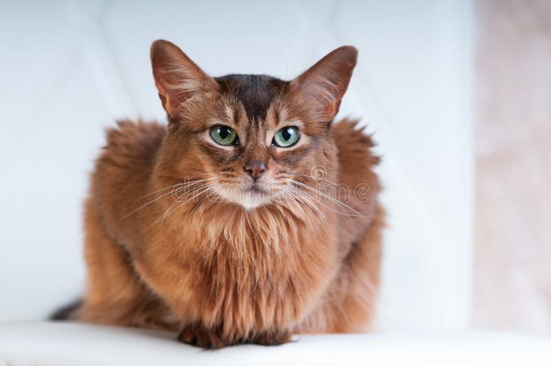 Somali Cat Ruddy Color Portrait on Blue Sofa Stock Image - Image of ...