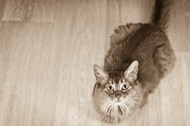 23,107 Cat Top View Stock Photos - Free & Royalty-Free Stock Photos ...