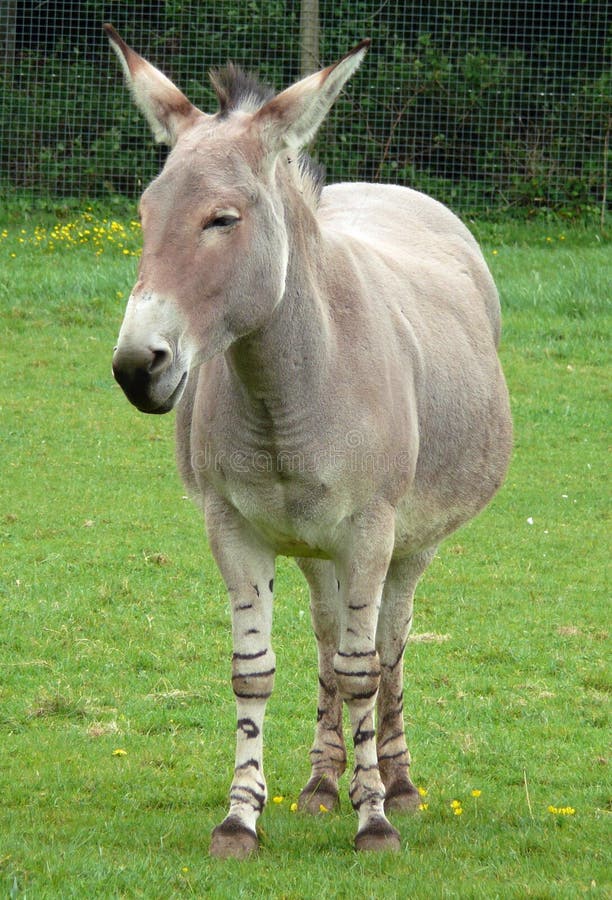 Somalische wilde ezel stock afbeelding. Image of afrikaans - 10299245
