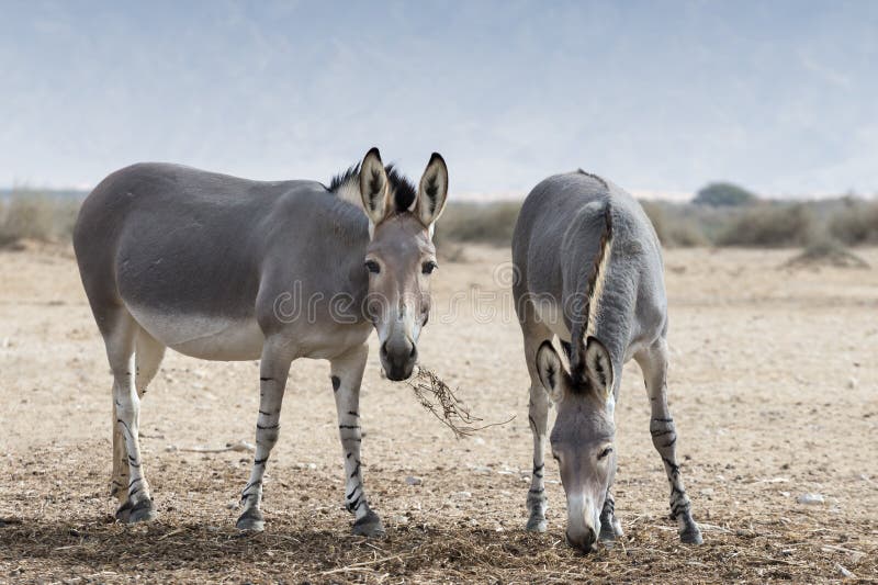 Somalische Wilde Ezel (Equus-africanus) Stock Afbeelding - Image of ...
