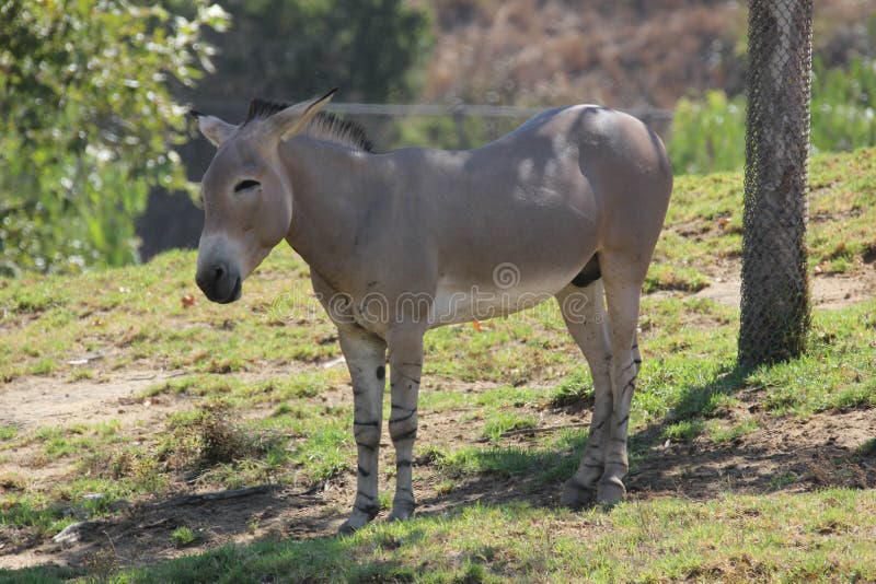 Wilde Ezel (hemionus Equus Khur) - DubboZoo NSW Stock Foto - Image of ...
