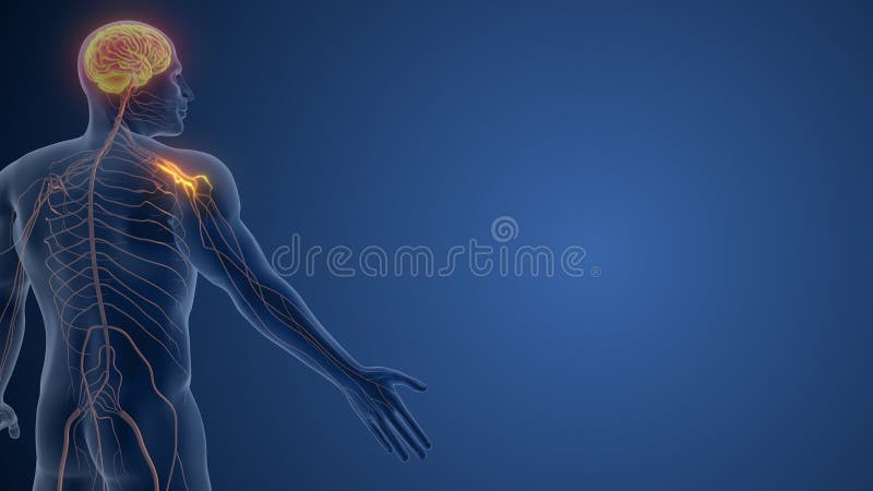 Somatic Nerves in Hand Regulating Motor Responses Stock Illustration ...