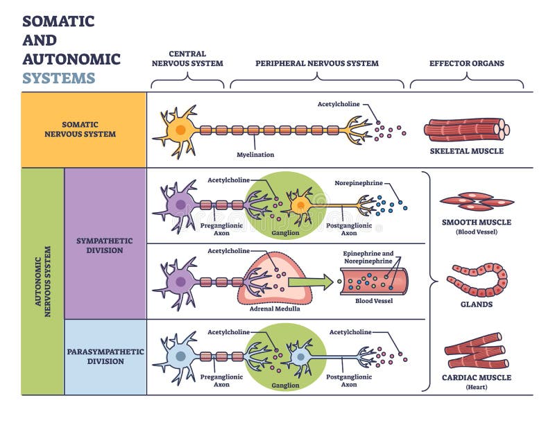 Somatic Vs Autonomic Nervous System in Detailed Division Outline ... Somatic Vs Autonomic Nervous System in Detailed Division Outline ...